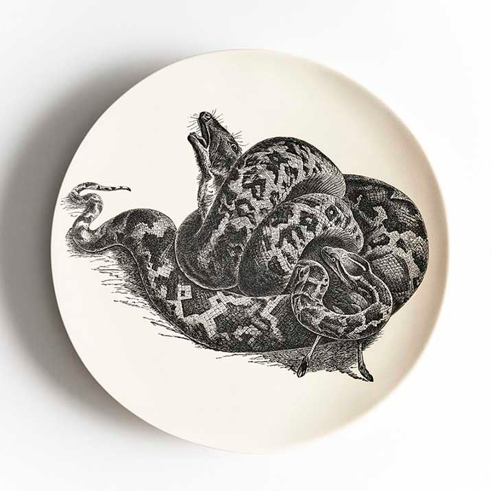 Indian Python 2019 – Australian Galleries