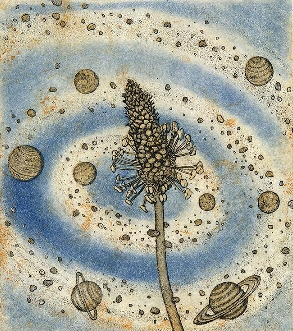 Ribwort plantain 2022 – Australian Galleries