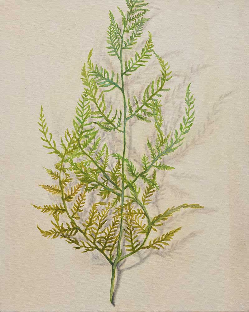 Fern 2020 – Australian Galleries