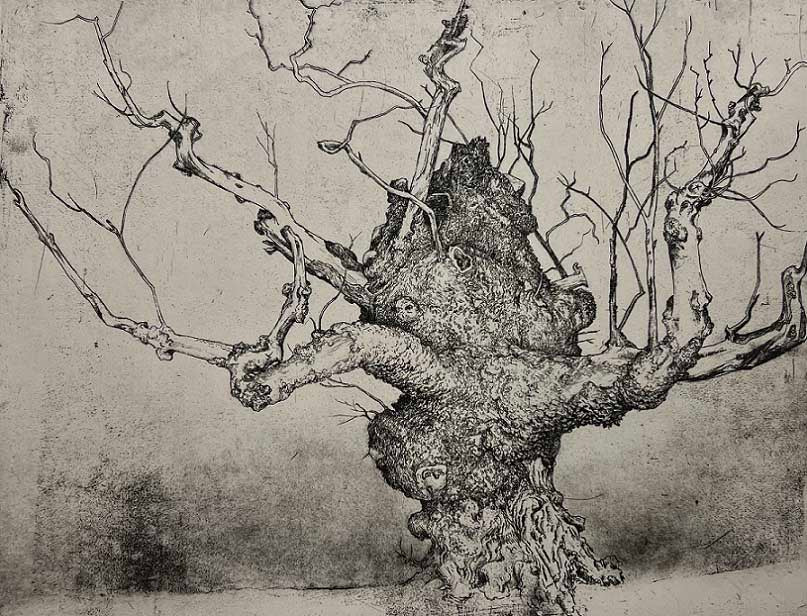 Wych Elm, East side, Beauly Priory 2022 – Australian Galleries